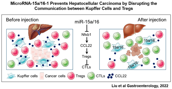 肝脏免疫微环境及糖脂代谢调控研究组----中国科学院微生物研究所