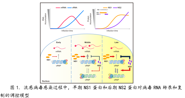 微生物所邓涛团队发现流感病毒NS1和NS2蛋白参与精细调控病毒RNA的转录与复制----中国科学院微生物研究所