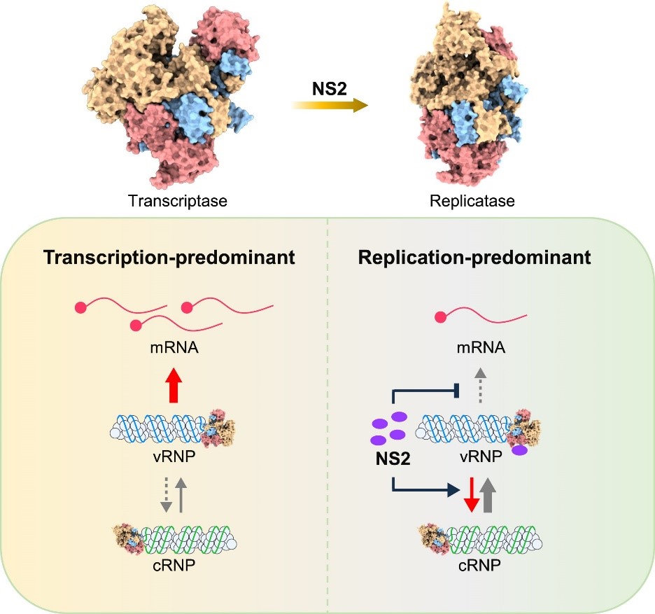 微生物所邓涛/高福团队合作揭示甲型流感病毒NS2蛋白驱动病毒RNA由转录向复制转换的关键作用机制----中国科学院微生物研究所