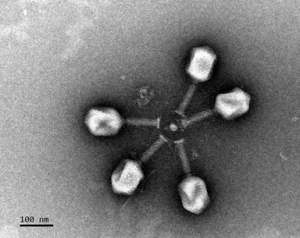 透射电子显微镜-- 所级公共技术服务中心