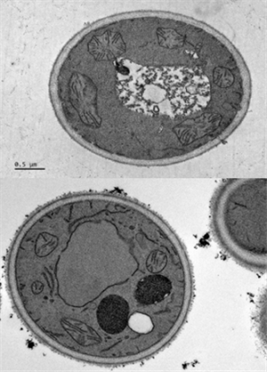 透射电子显微镜-- 所级公共技术服务中心