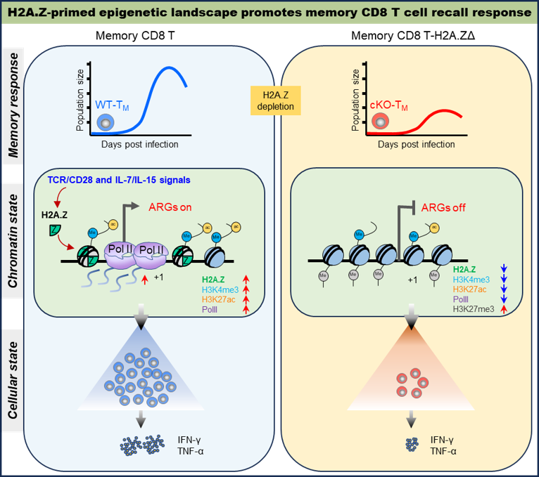 微生物所朱明昭团队揭示H2A.Z调控记忆CD8+ T细胞回忆应答的表观遗传机制----中国科学院微生物研究所